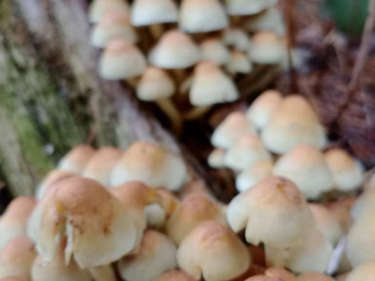 Meanwood to Adel to see Cocidus | Wanderung | Komoot