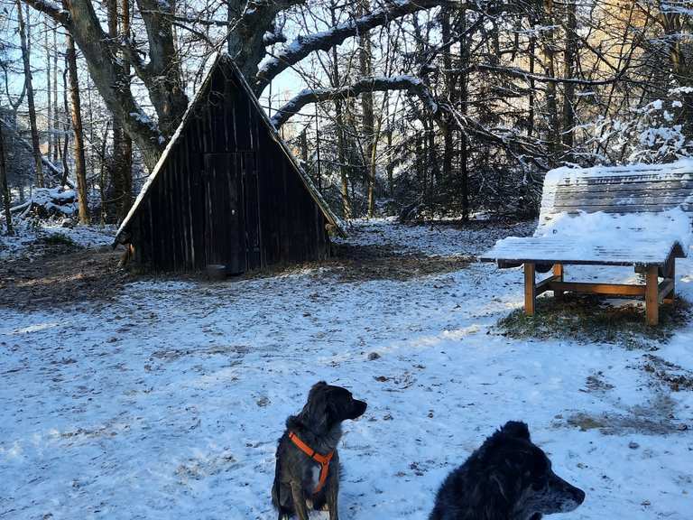 Nachmittagssonne in der Söhre 🌞 ️🚶‍♀️🚶🐕🐕 ️⛄️ | Wanderung | Komoot