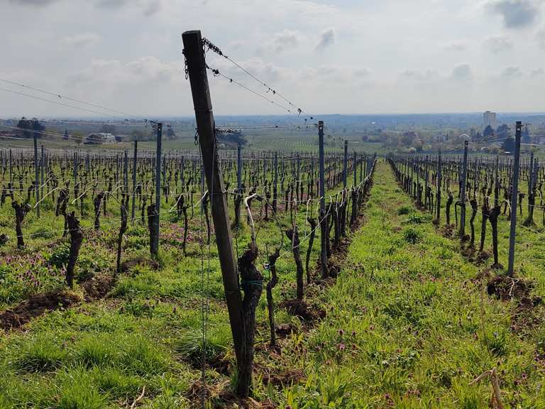 Mandelpfad Hardt - Neustadt adW | Wanderung | Komoot