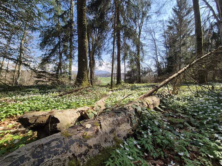 Promenade dans la forét | Wanderung | Komoot