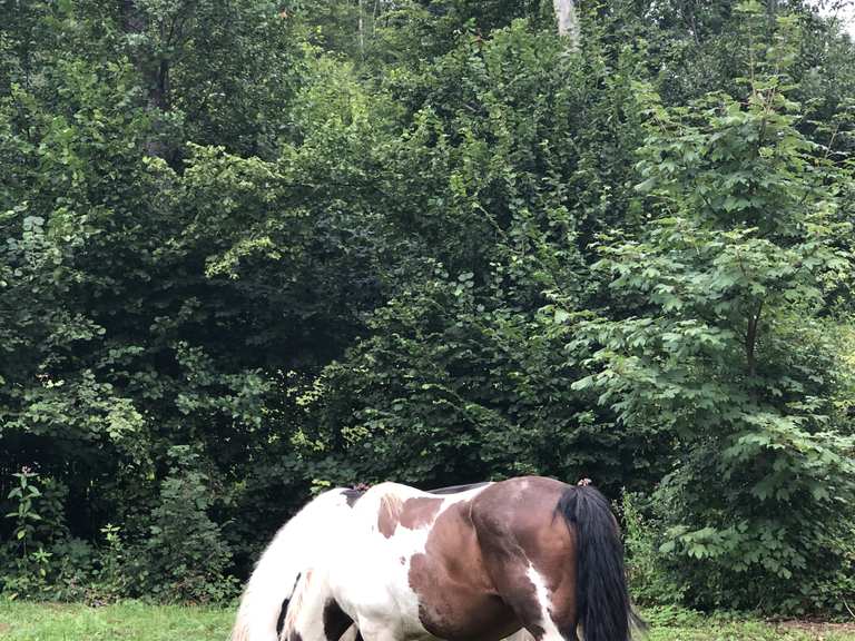 Beilstein - Rundweg 5, Von der unteren Ölmühle über den Häslesweg und ...
