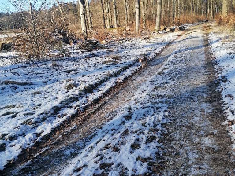 Wanderung Liebshausen, Benzweiler, Liebshausen | Wanderung | Komoot