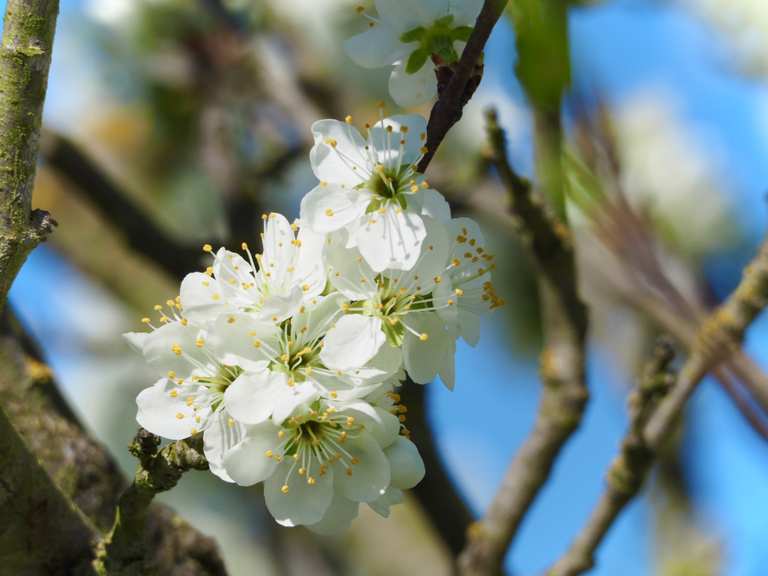Volkach-Fahr-Untereisenheim-Astheim-#Maria, Hundertwasser, Mainschleife & Vogelsburg (06.04.25 ...