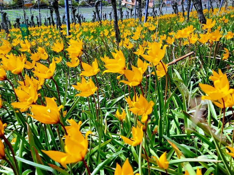 Wenn in Castell die Wilden Tulpen in den Weinbergen blühen | wycieczka ...
